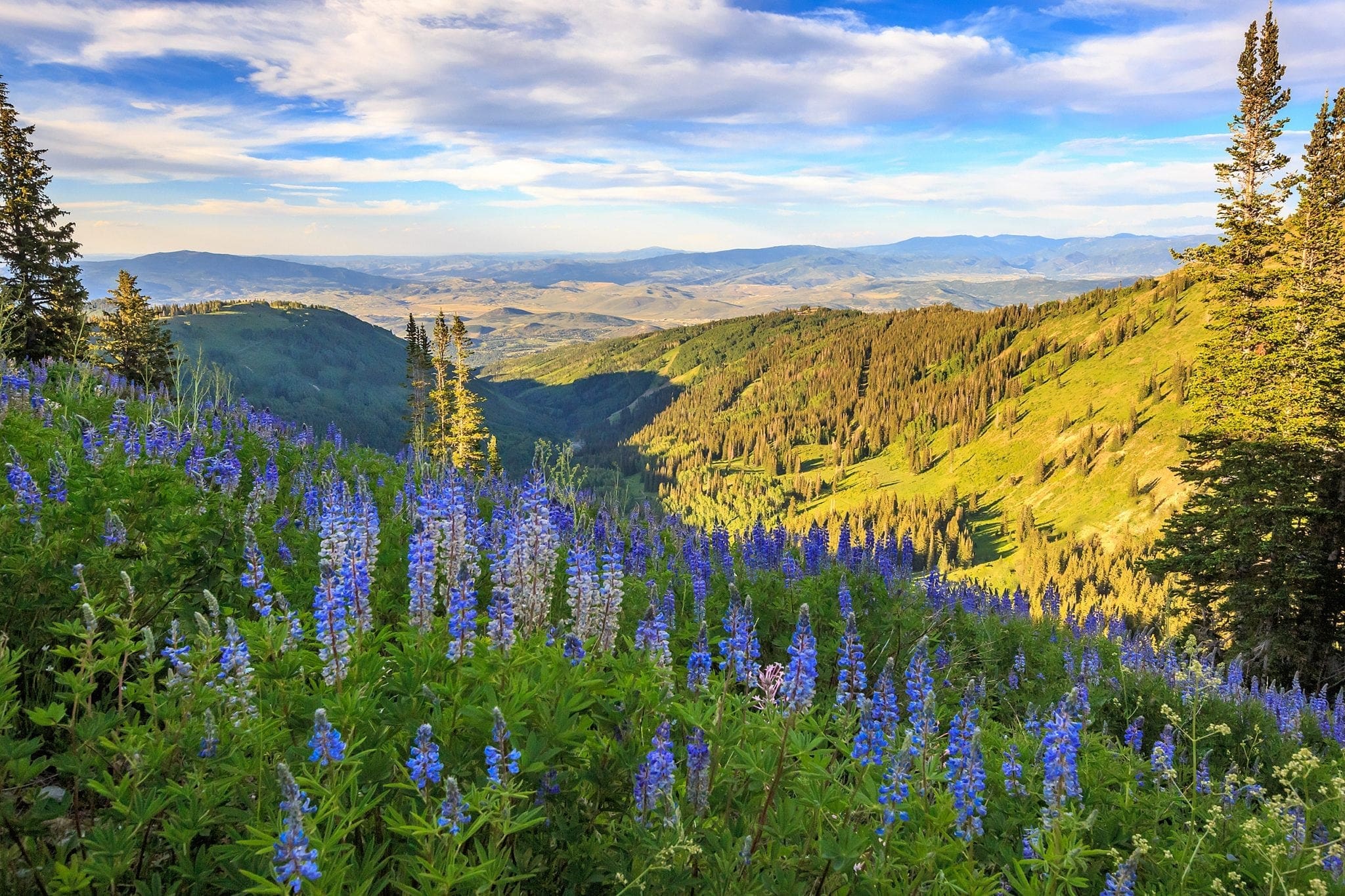 Celebrating the Summer Solstice | CFH